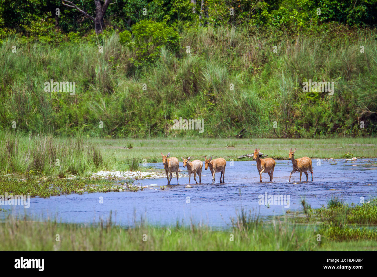 Swamp deer in Bardia national park, Nepal ; specie Cervus duvaucelii ...
