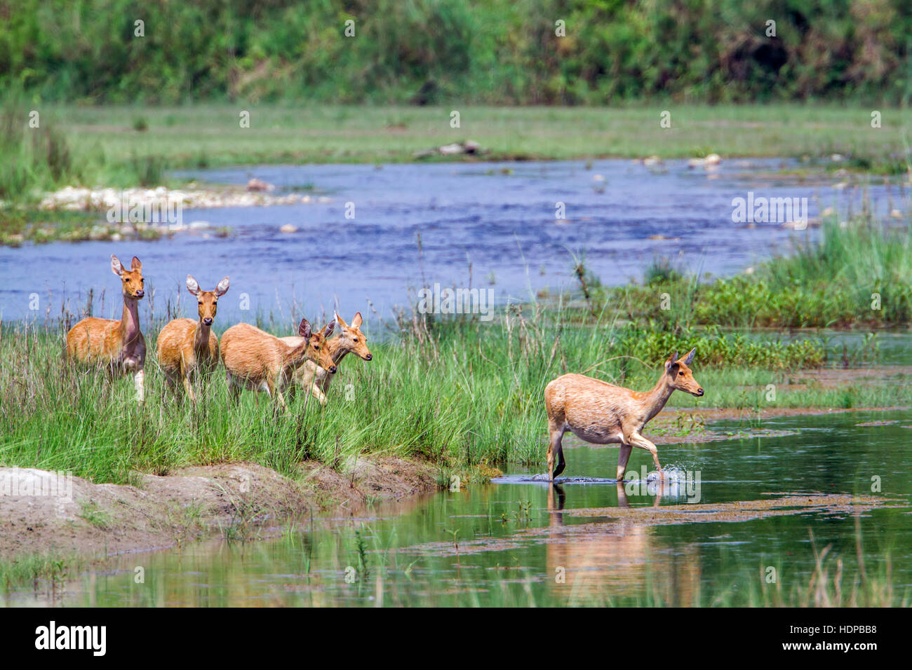 Swamp deer in Bardia national park, Nepal ; specie Cervus duvaucelii ...