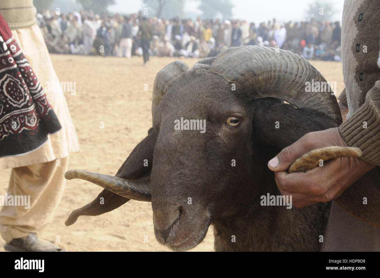 Villagers watch sheep fighting each other to annual sheep fighting ...