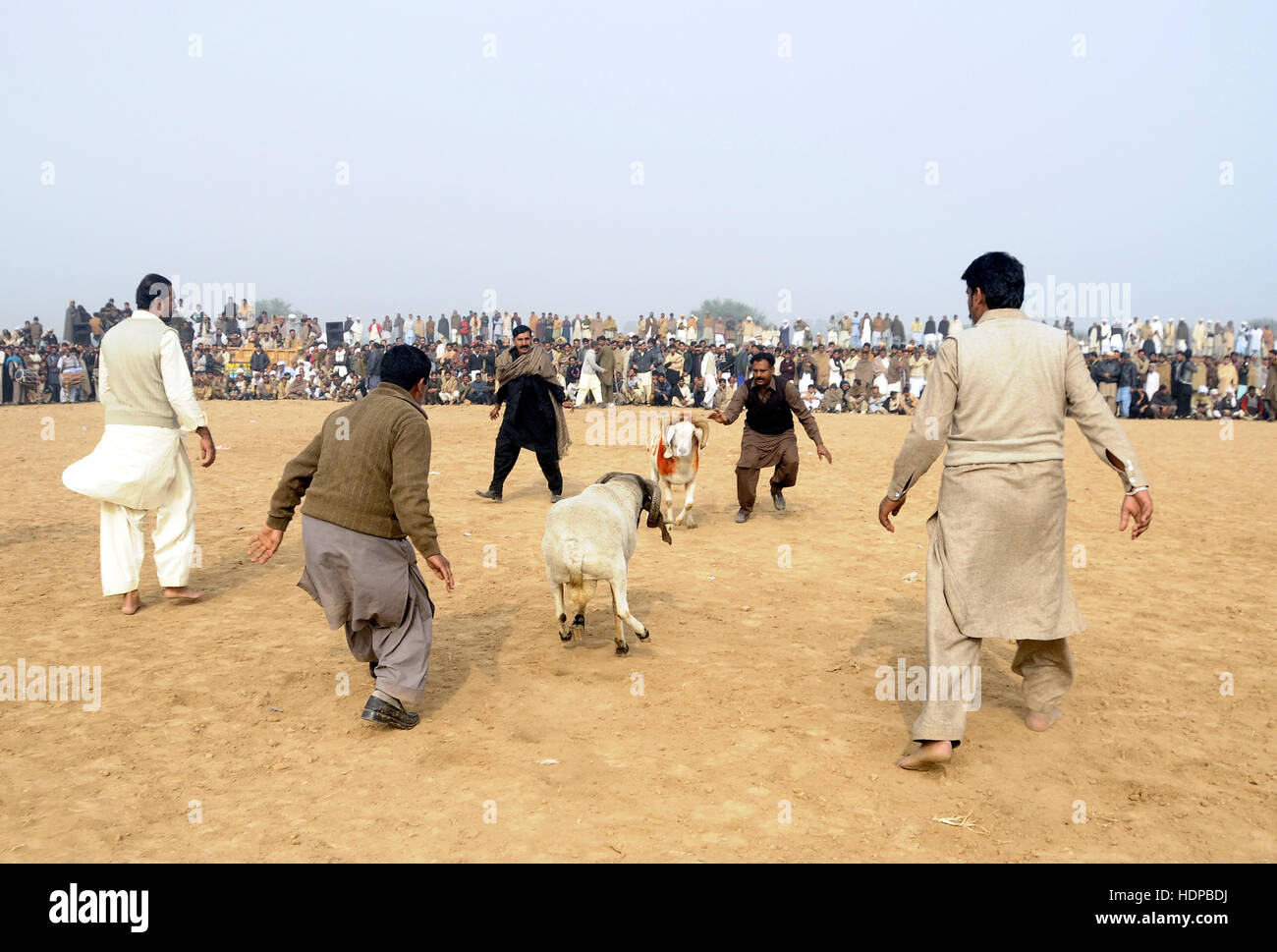 Villagers watch sheep fighting each other to annual sheep fighting ...