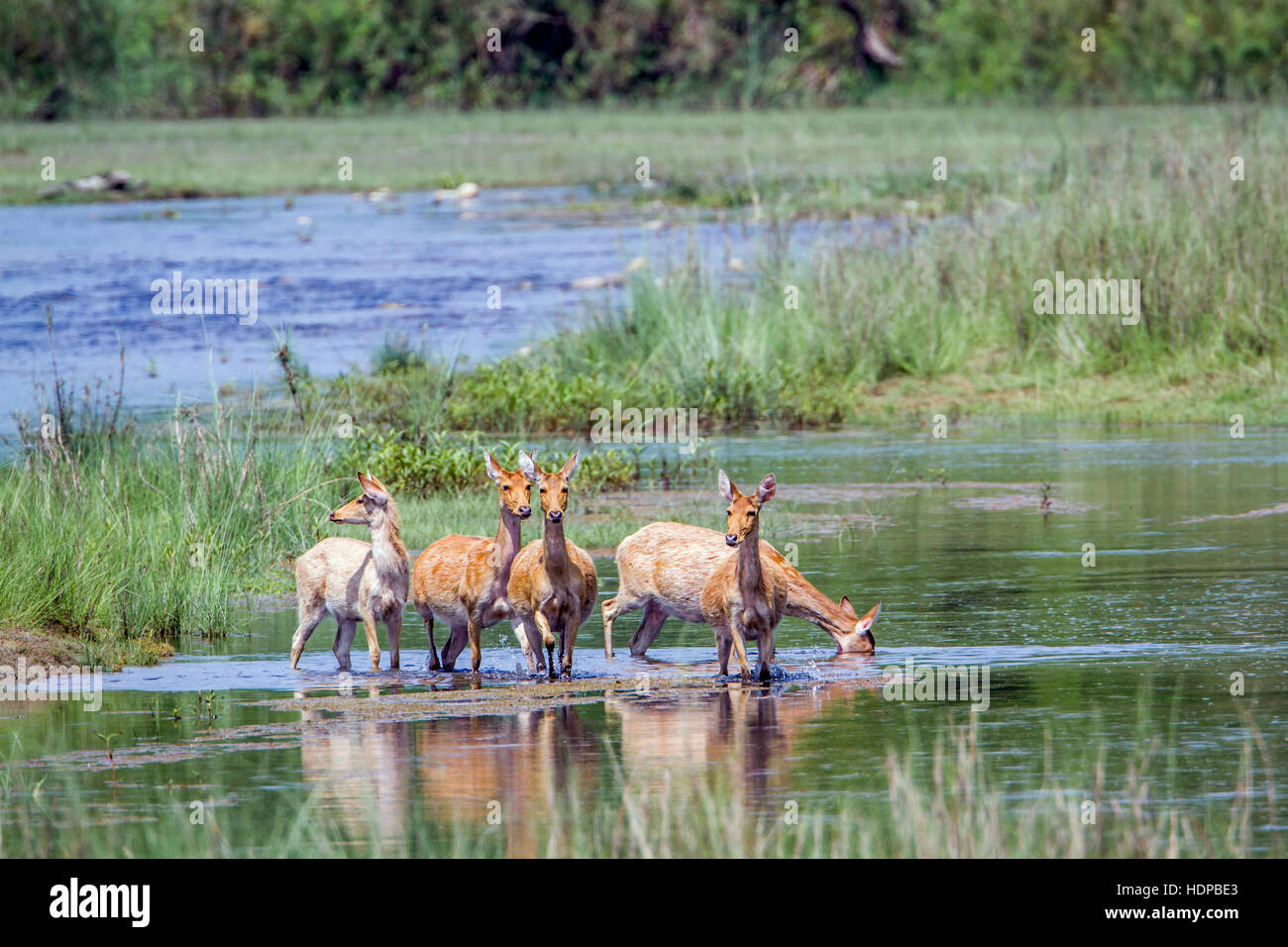 Female marsh deer High Resolution Stock Photography and Images - Alamy