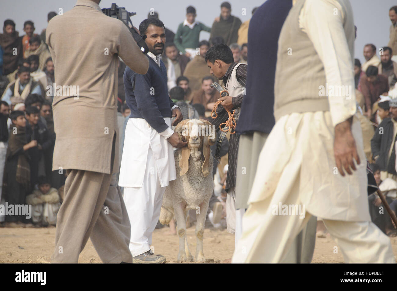Sheep butting horns hi-res stock photography and images - Alamy