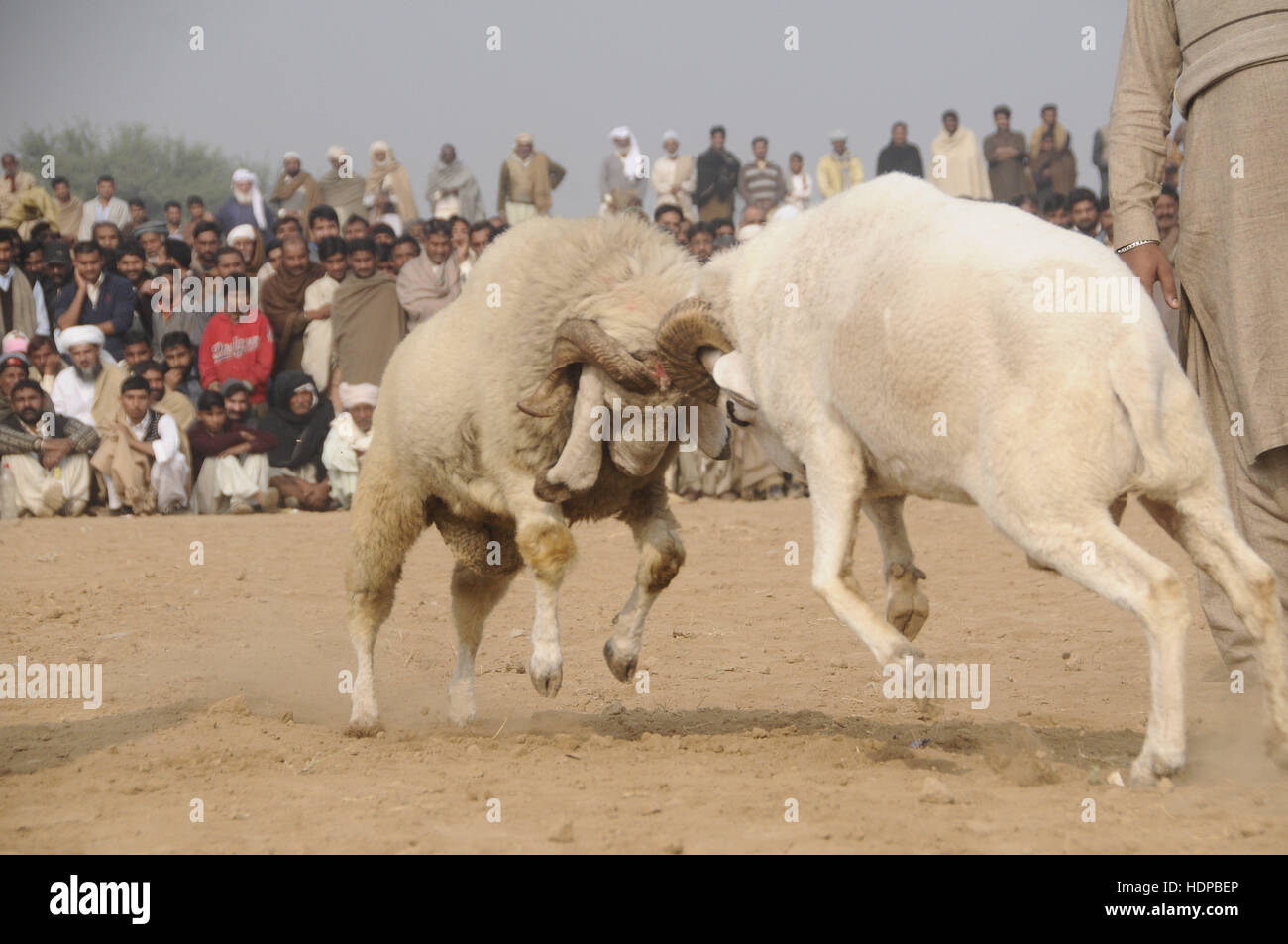 Villagers watch sheep fighting each other to annual sheep fighting ...