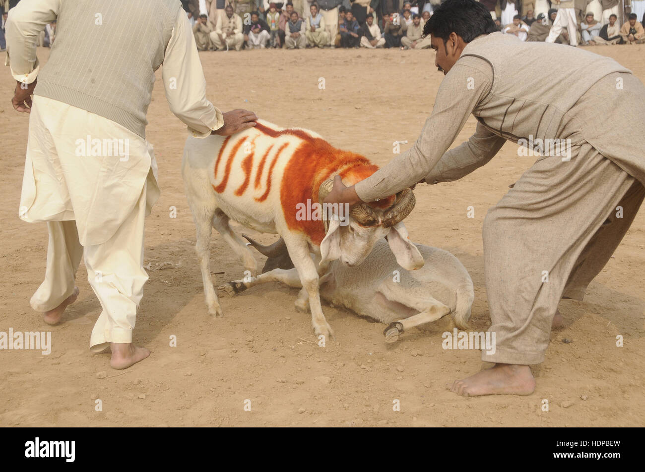 Villagers watch sheep fighting each other to annual sheep fighting ...