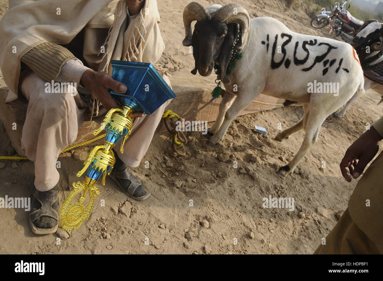 Villagers watch sheep fighting each other to annual sheep fighting ...