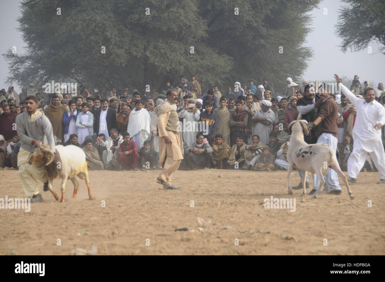 Villagers watch sheep fighting each other to annual sheep fighting ...