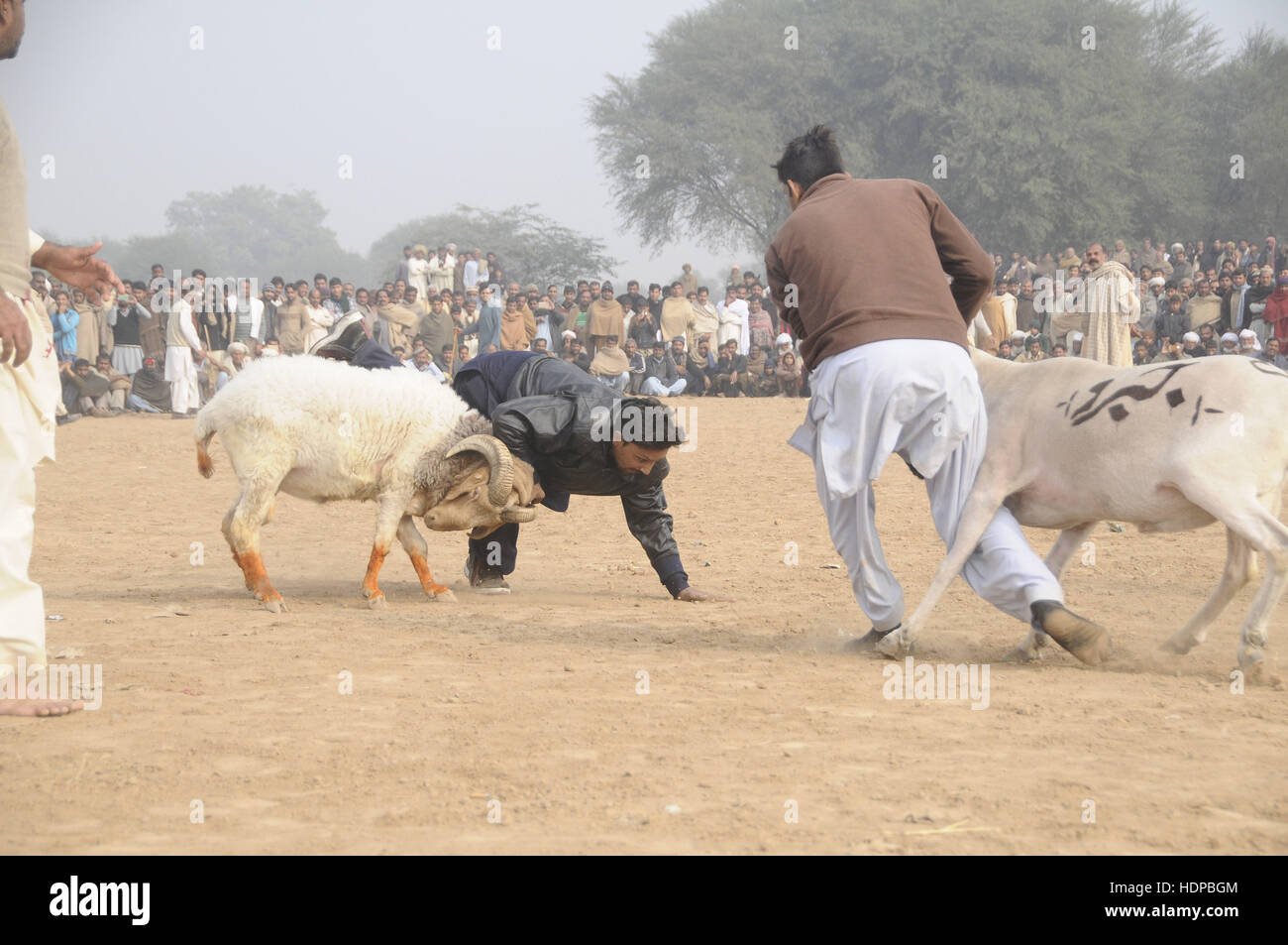 Villagers watch sheep fighting each other to annual sheep fighting ...