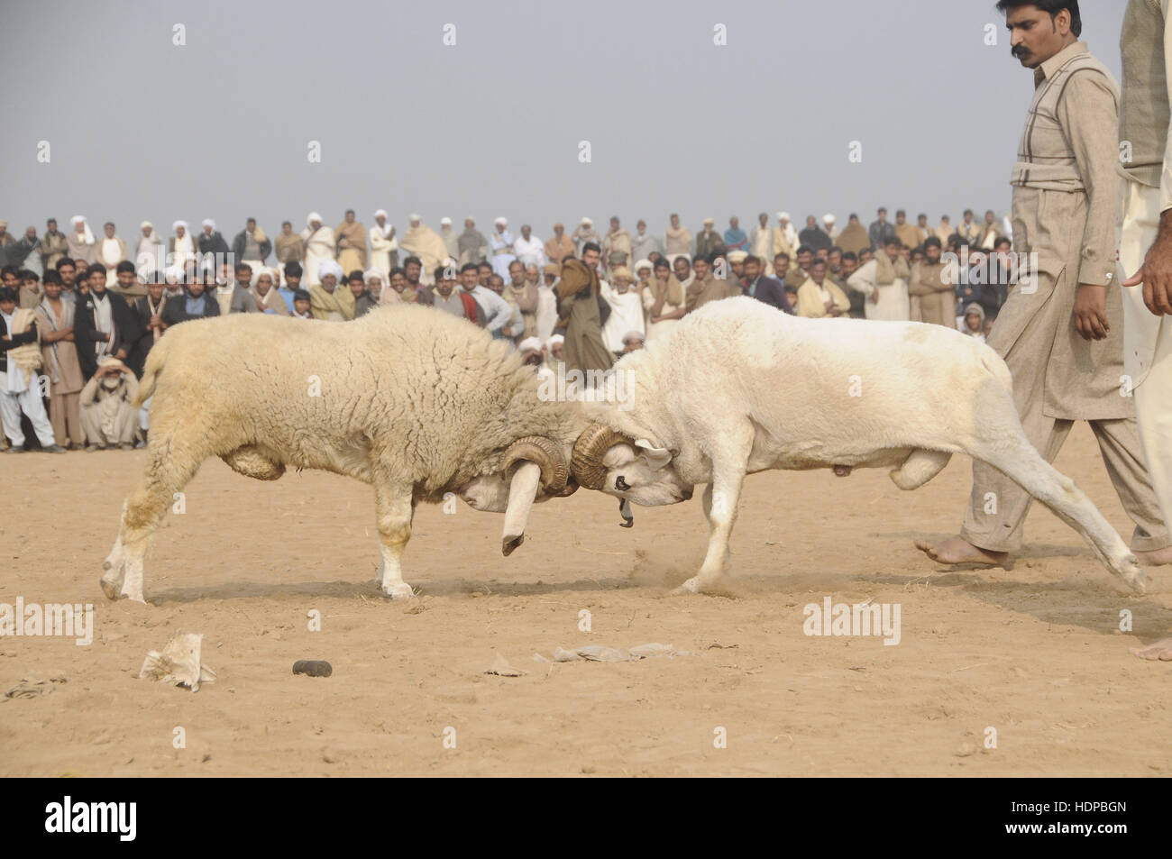 Villagers watch sheep fighting each other to annual sheep fighting ...