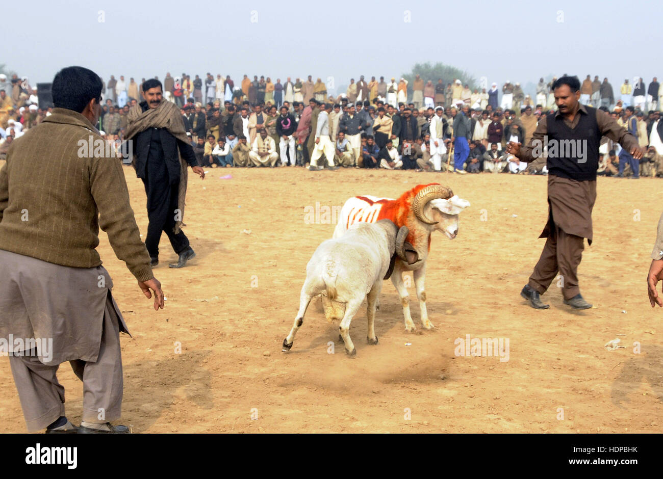 Villagers watch sheep fighting each other to annual sheep fighting ...