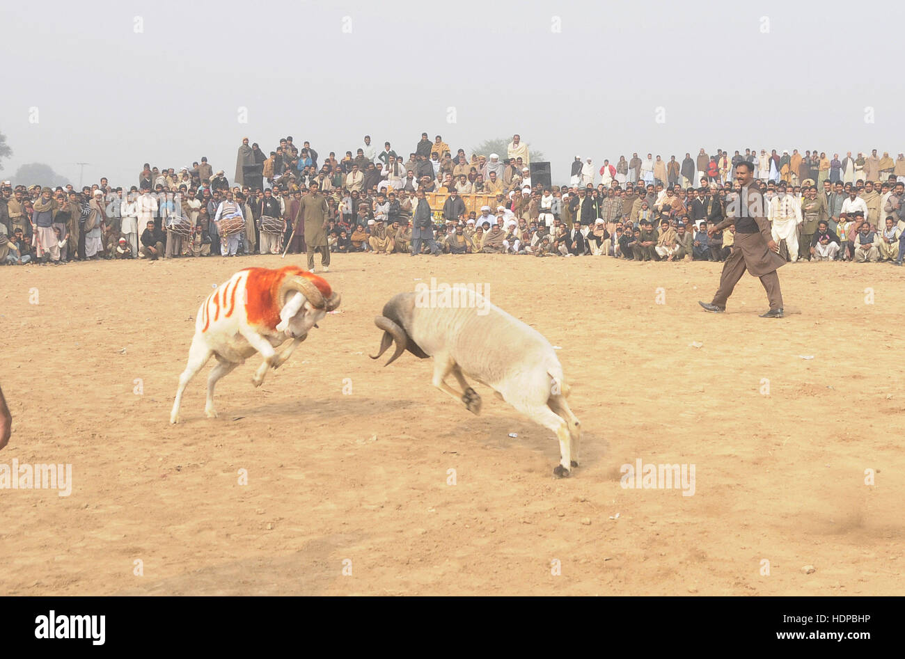 Villagers watch sheep fighting each other to annual sheep fighting ...