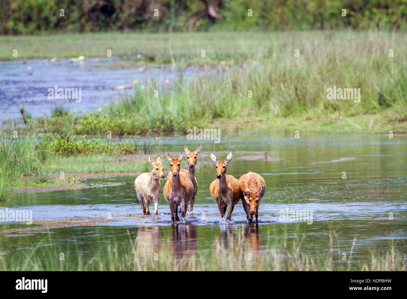 Swamp deer in Bardia national park, Nepal ; specie Cervus duvaucelii ...