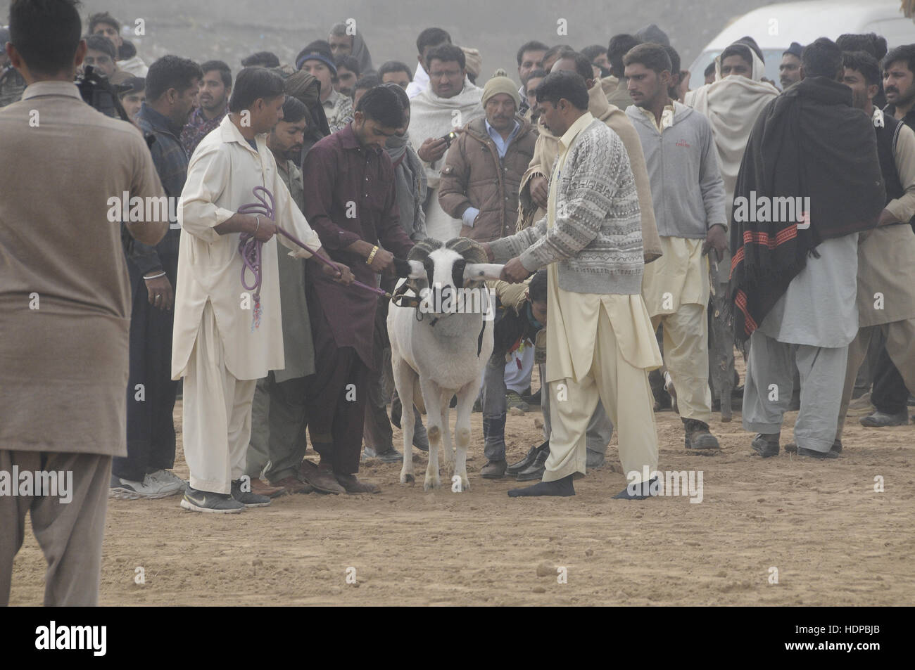 Villagers watch sheep fighting each other to annual sheep fighting ...
