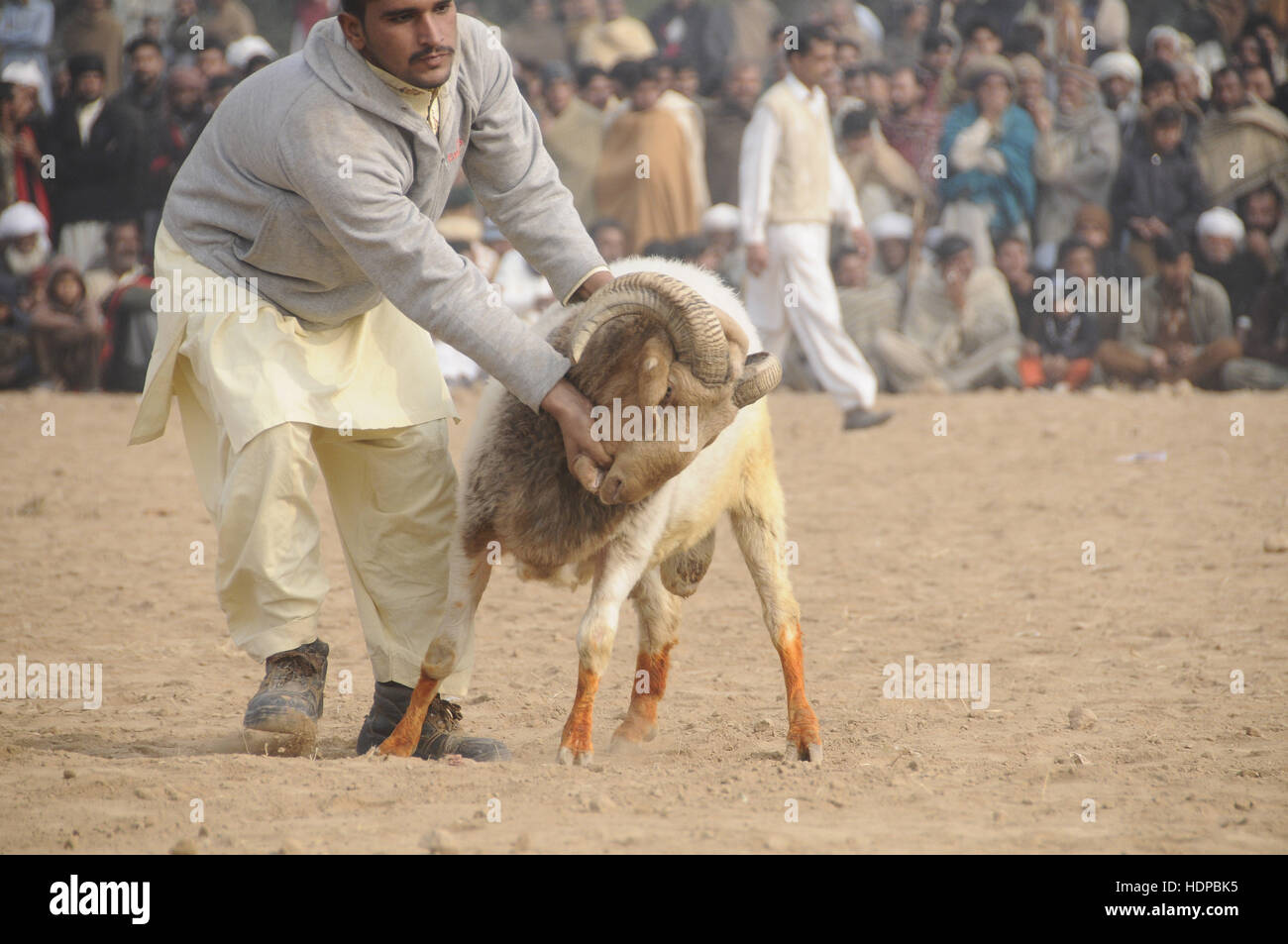 Villagers watch sheep fighting each other to annual sheep fighting ...
