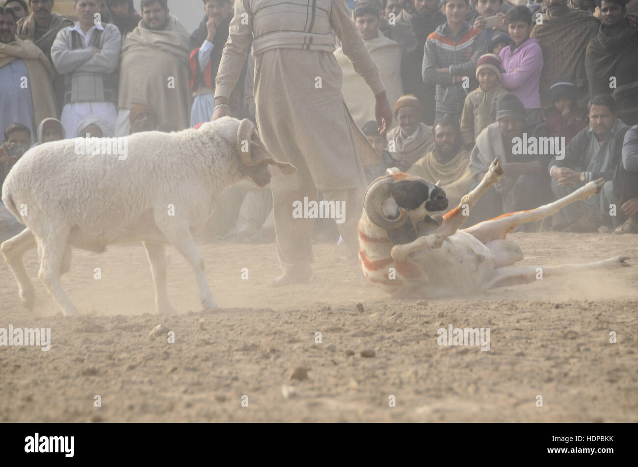 Villagers watch sheep fighting each other to annual sheep fighting ...