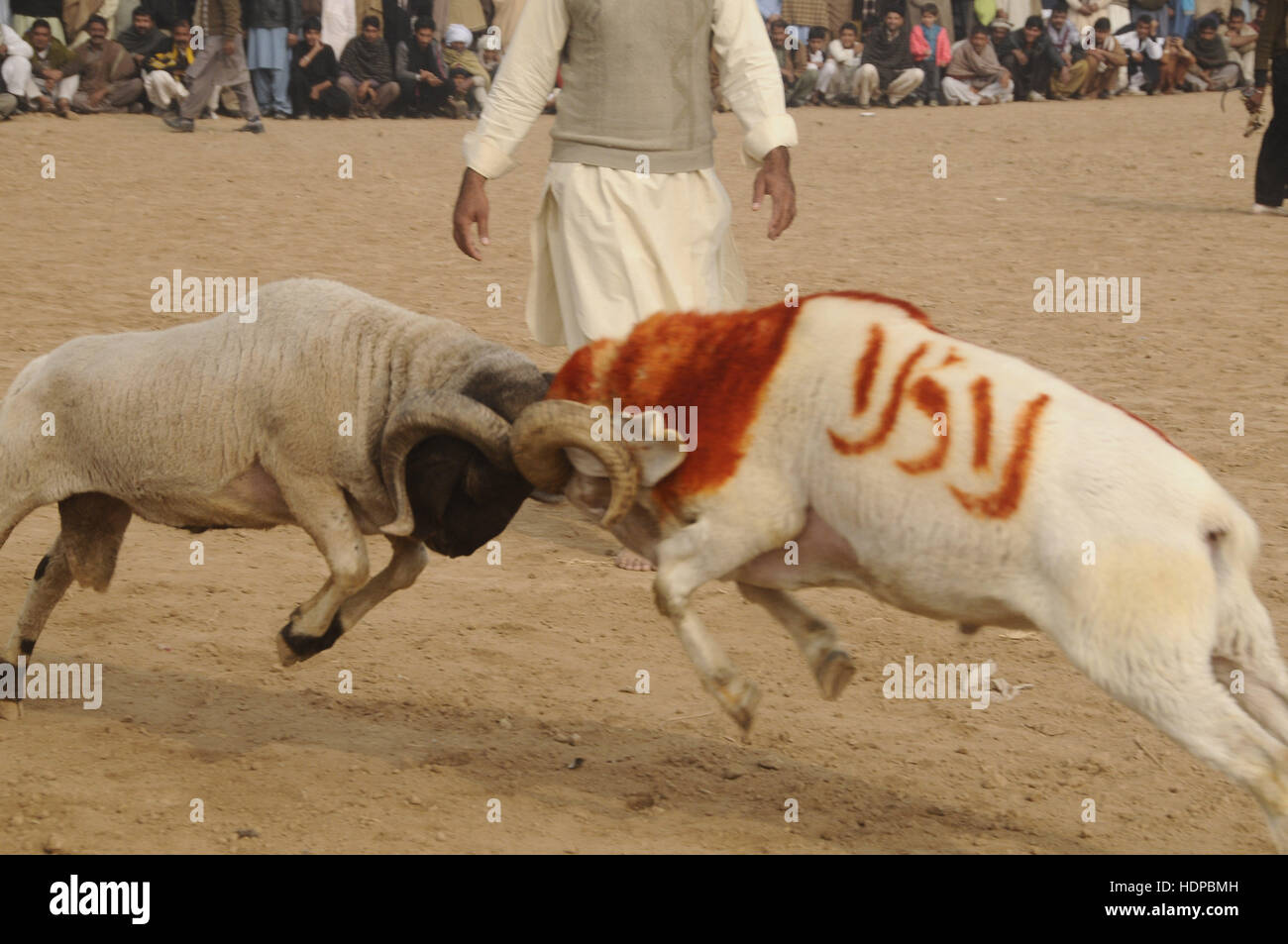 Villagers watch sheep fighting each other to annual sheep fighting ...