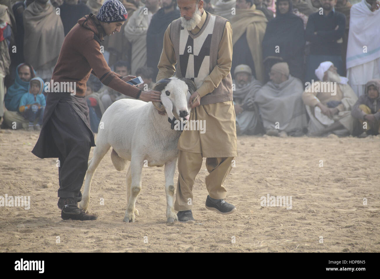 Villagers watch sheep fighting each other to annual sheep fighting ...