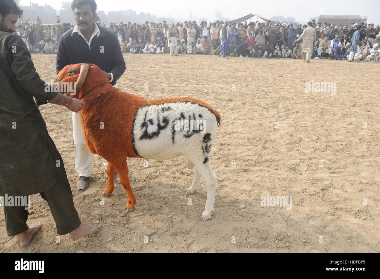 Villagers watch sheep fighting each other to annual sheep fighting ...