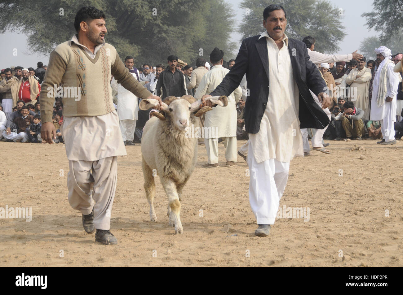 Villagers watch sheep fighting each other to annual sheep fighting ...