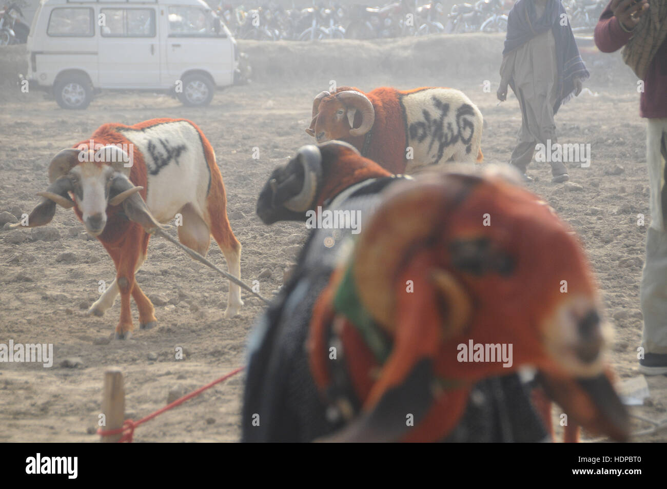 Villagers watch sheep fighting each other to annual sheep fighting ...