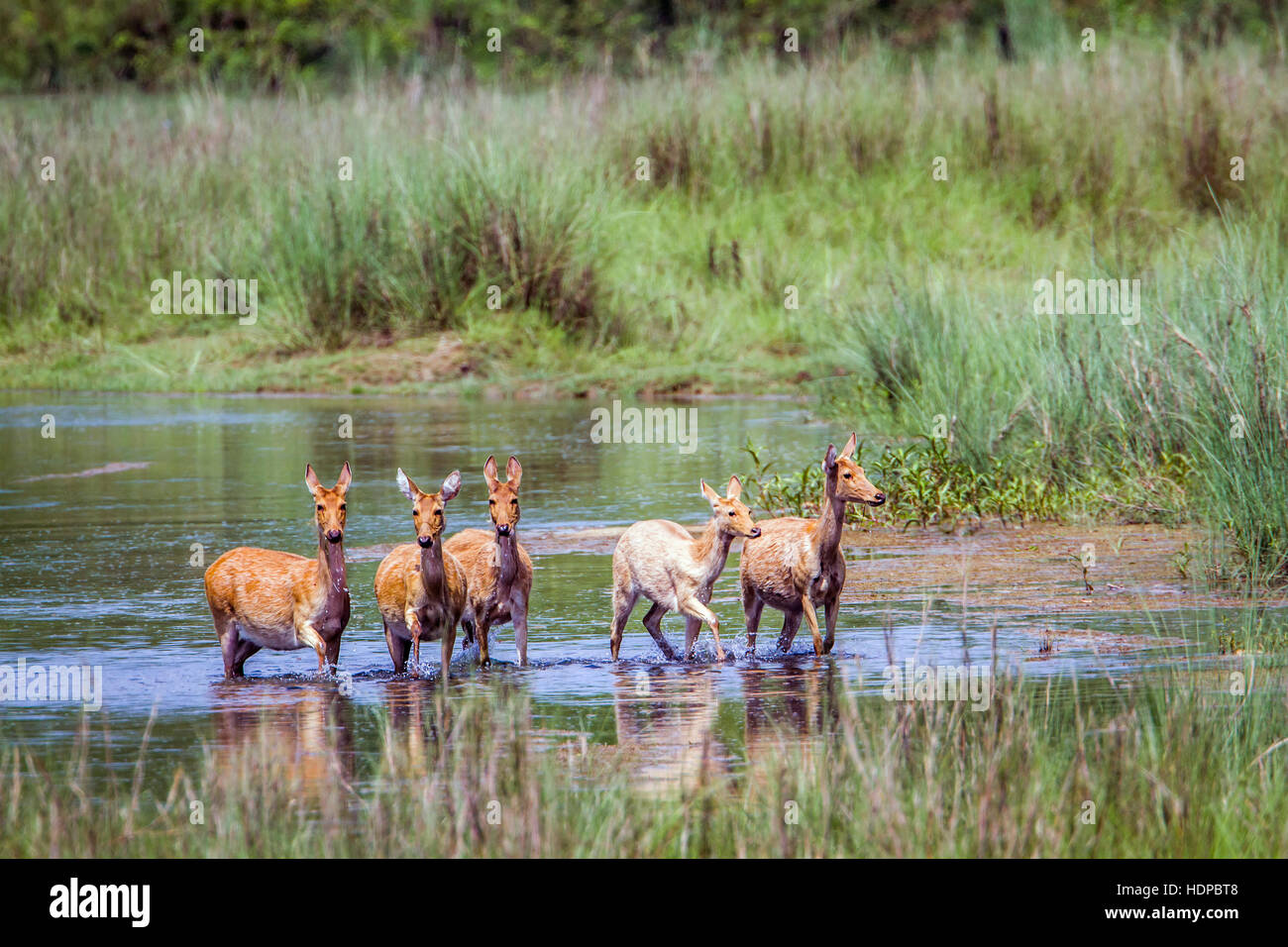 Swamp deer in Bardia national park, Nepal ; specie Cervus duvaucelii ...