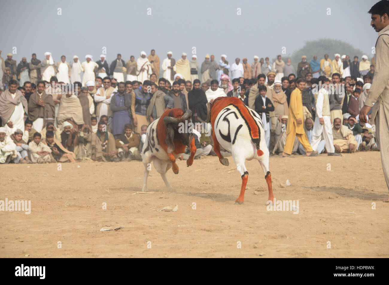 Villagers watch sheep fighting each other to annual sheep fighting ...