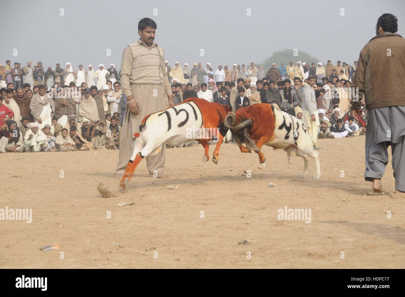 Villagers watch sheep fighting each other to annual sheep fighting ...