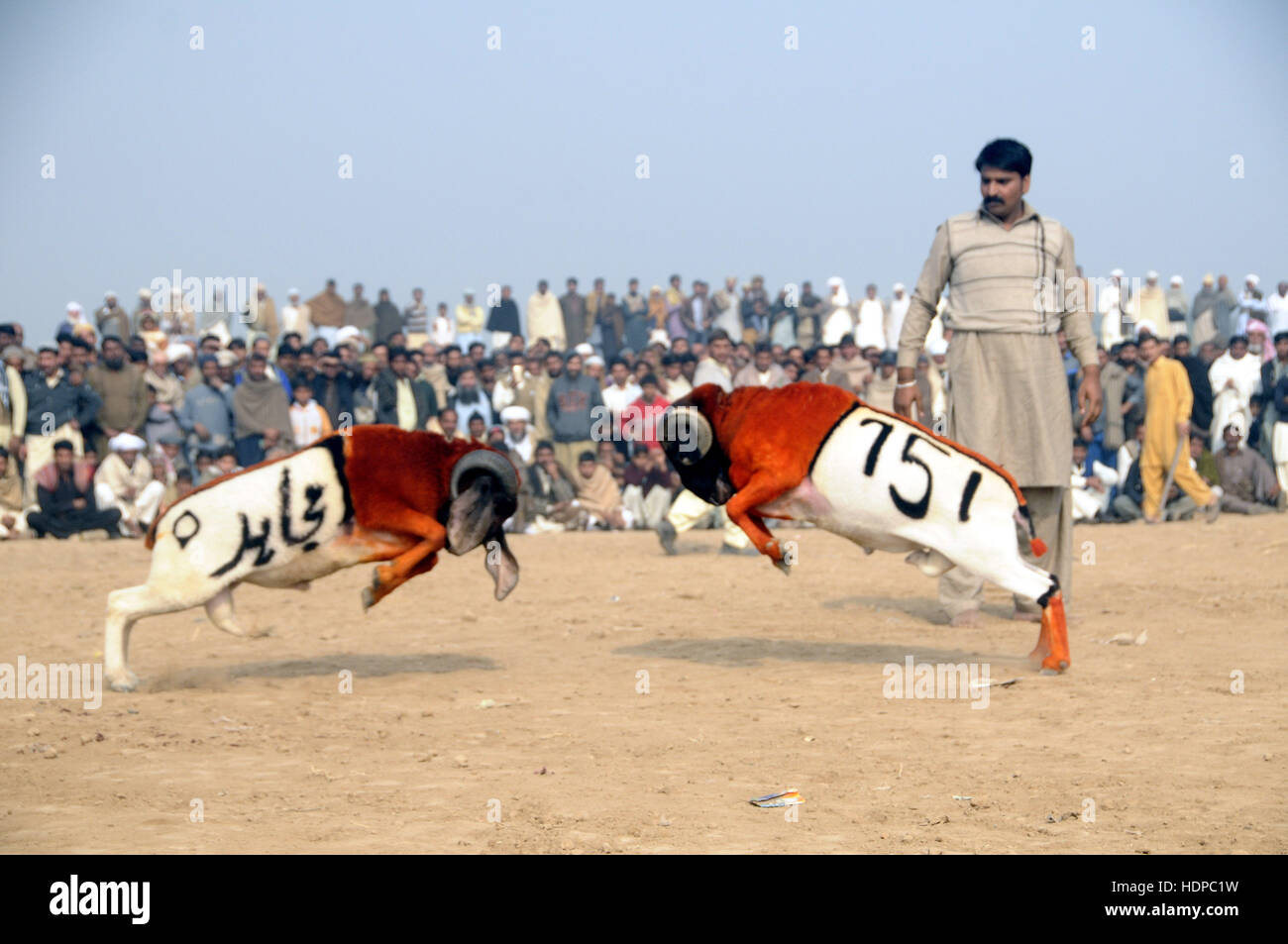 Villagers watch sheep fighting each other to annual sheep fighting ...