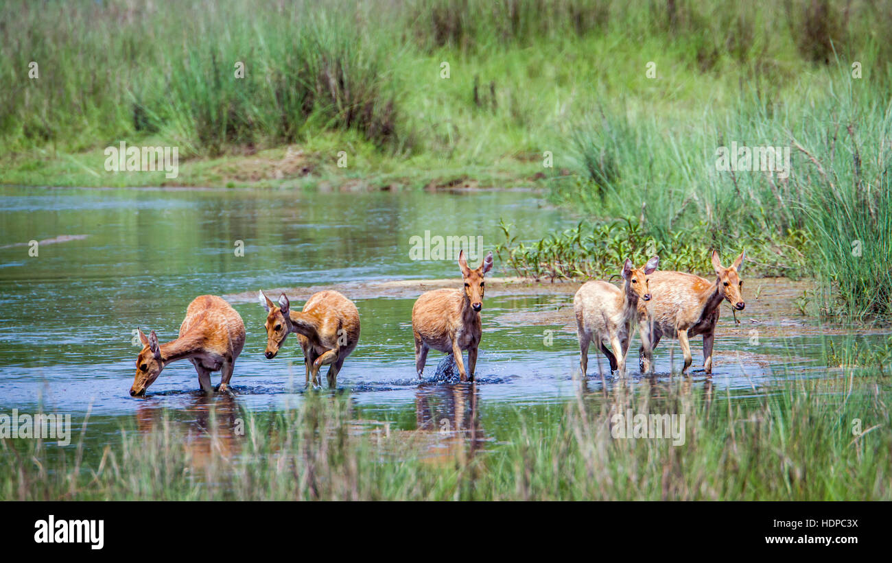 Swamp deer in Bardia national park, Nepal ; specie Cervus duvaucelii ...