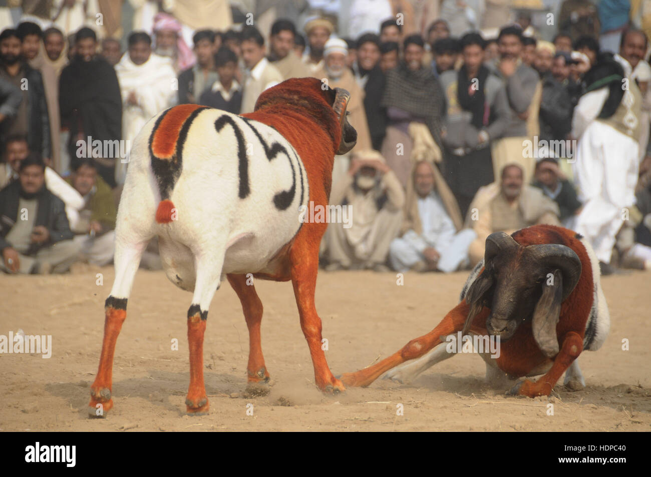 Villagers watch sheep fighting each other to annual sheep fighting ...