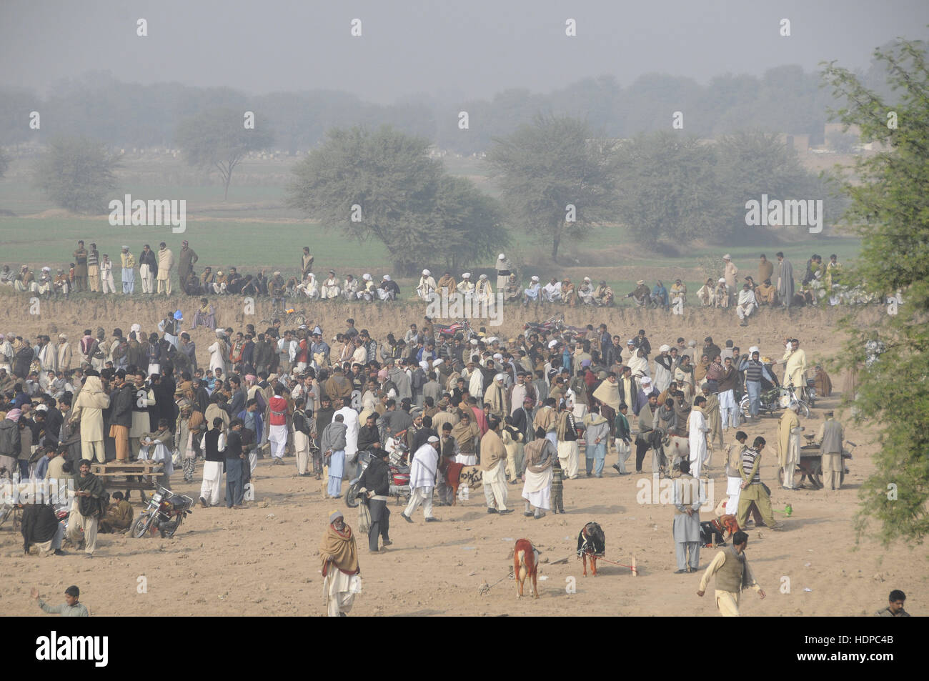 Villagers watch sheep fighting each other to annual sheep fighting ...
