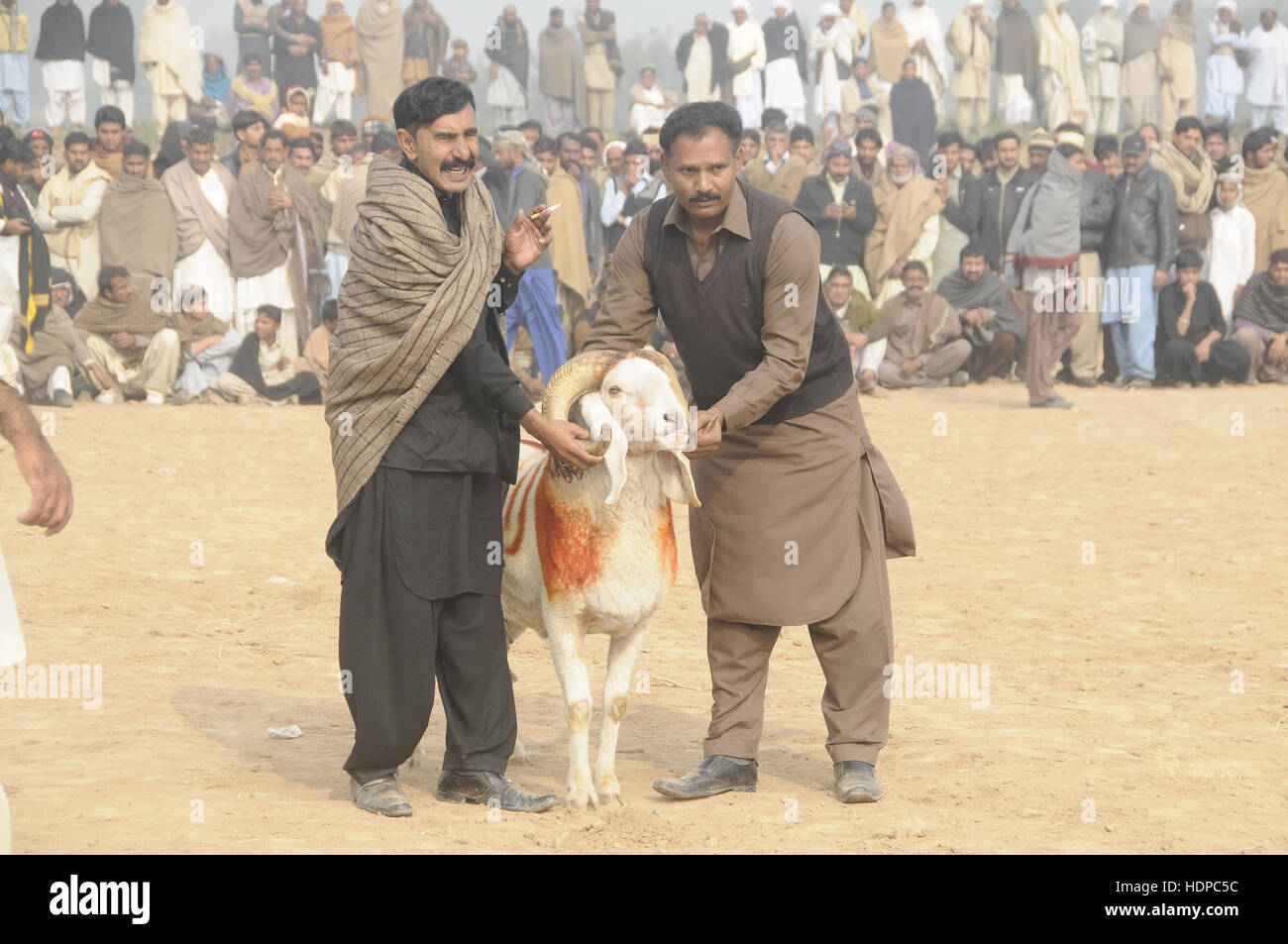 Villagers watch sheep fighting each other to annual sheep fighting ...