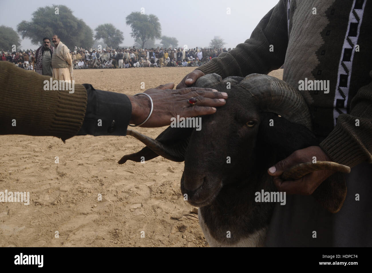 Villagers watch sheep fighting each other to annual sheep fighting ...