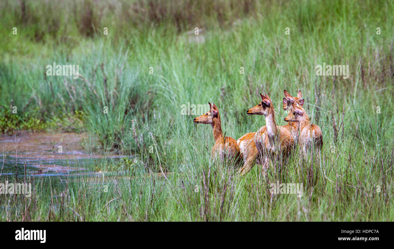 Swamp deer nepal hi-res stock photography and images - Alamy