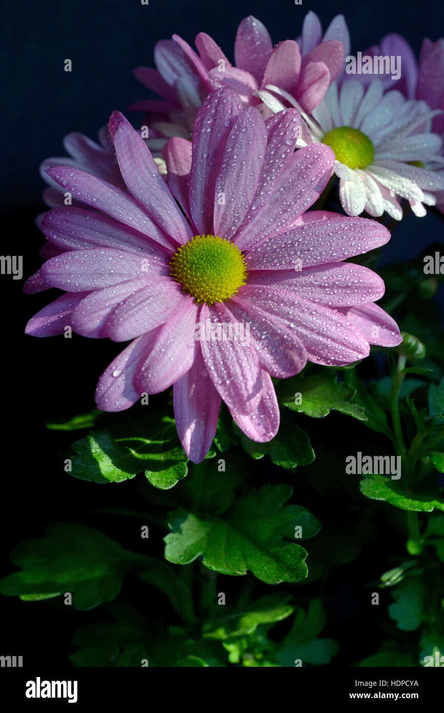 Daisy with dew hi-res stock photography and images - Alamy