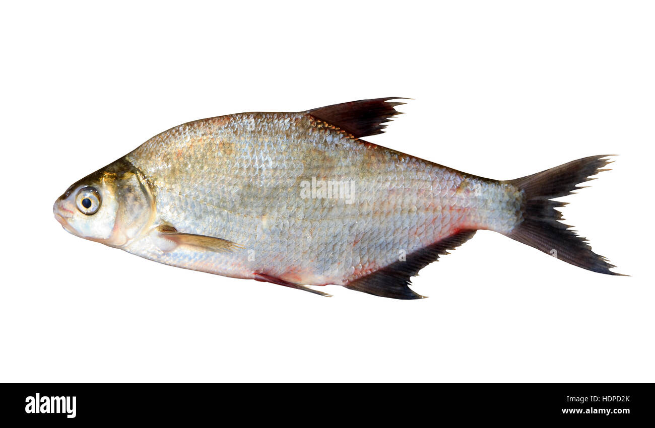 Tilapia fish head hi-res stock photography and images - Alamy