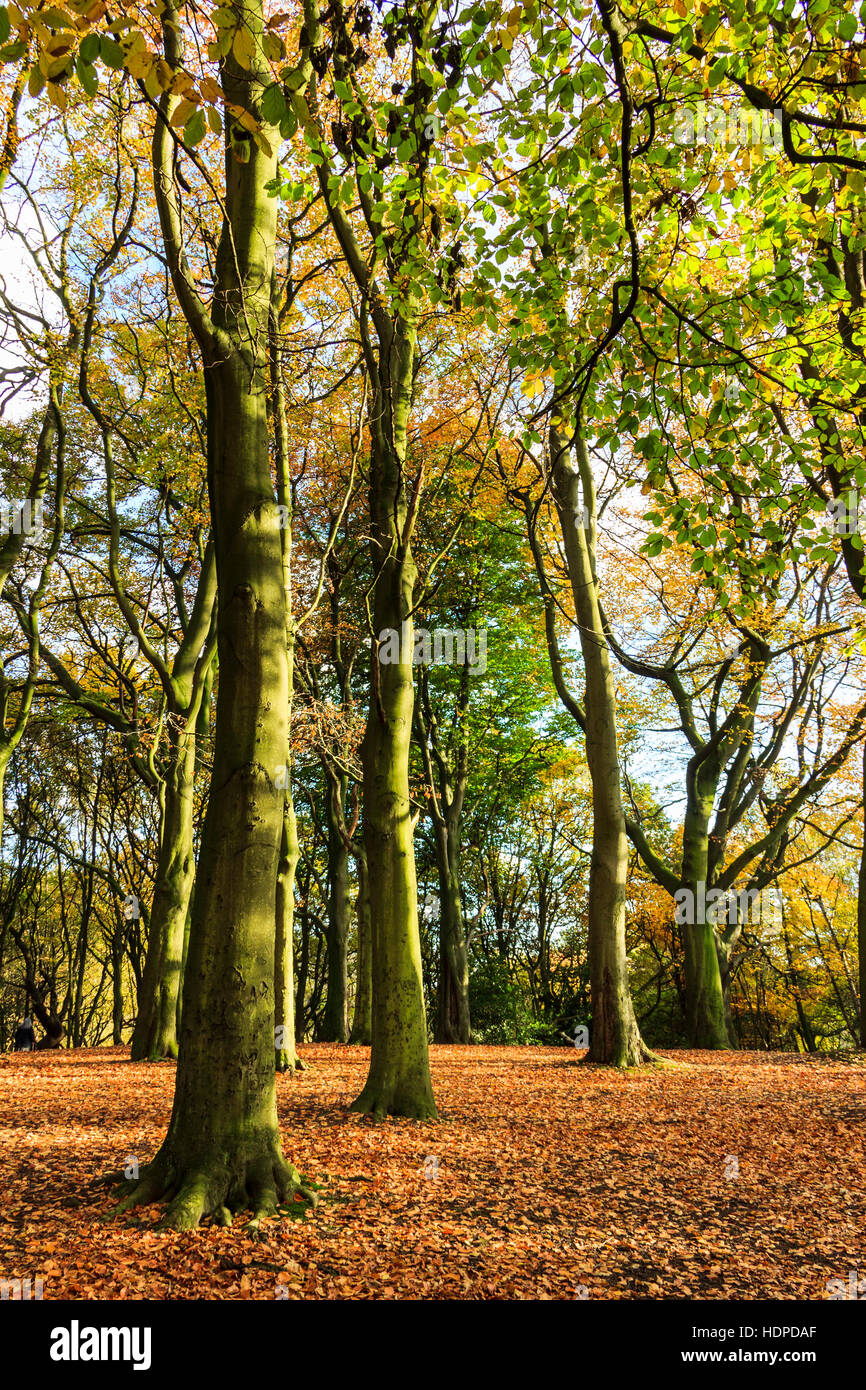 Trunks oak trees in autumn hi-res stock photography and images - Alamy