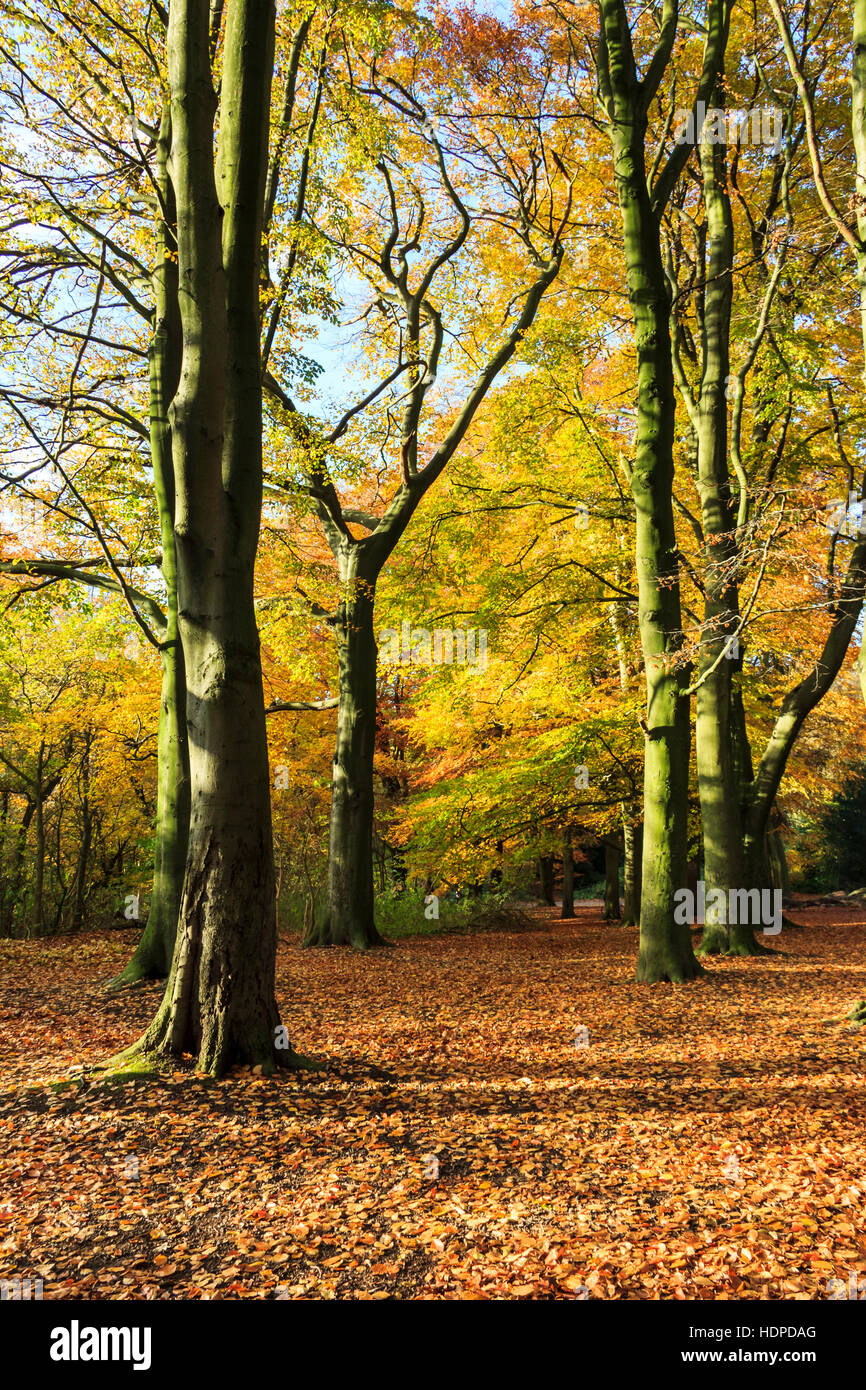 Autumn light beech trees hi-res stock photography and images - Alamy