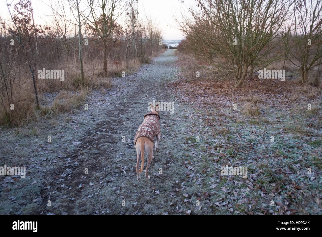 Frosty winter morning greyhound and landscape in Olney, England, United ...