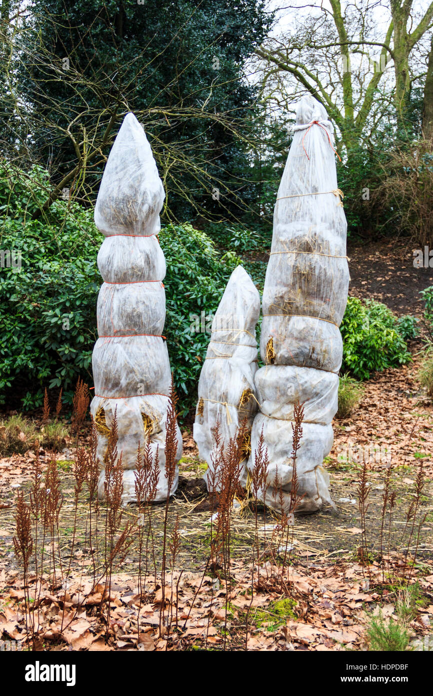 Fern tree winter protection hi-res stock photography and images - Alamy