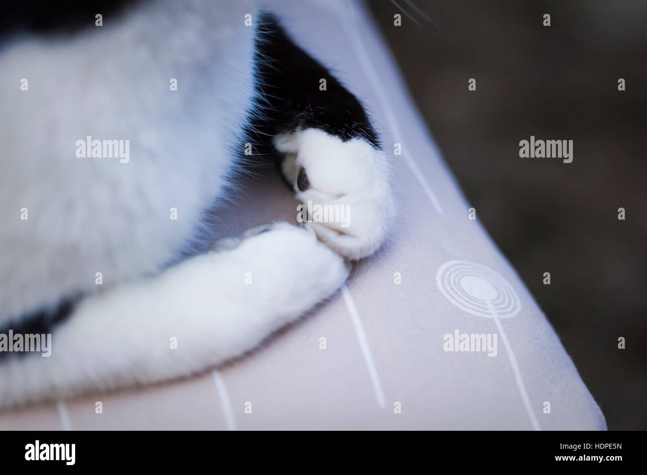Close up of a domestic cat's paws. Male, black and white, short-haired ...