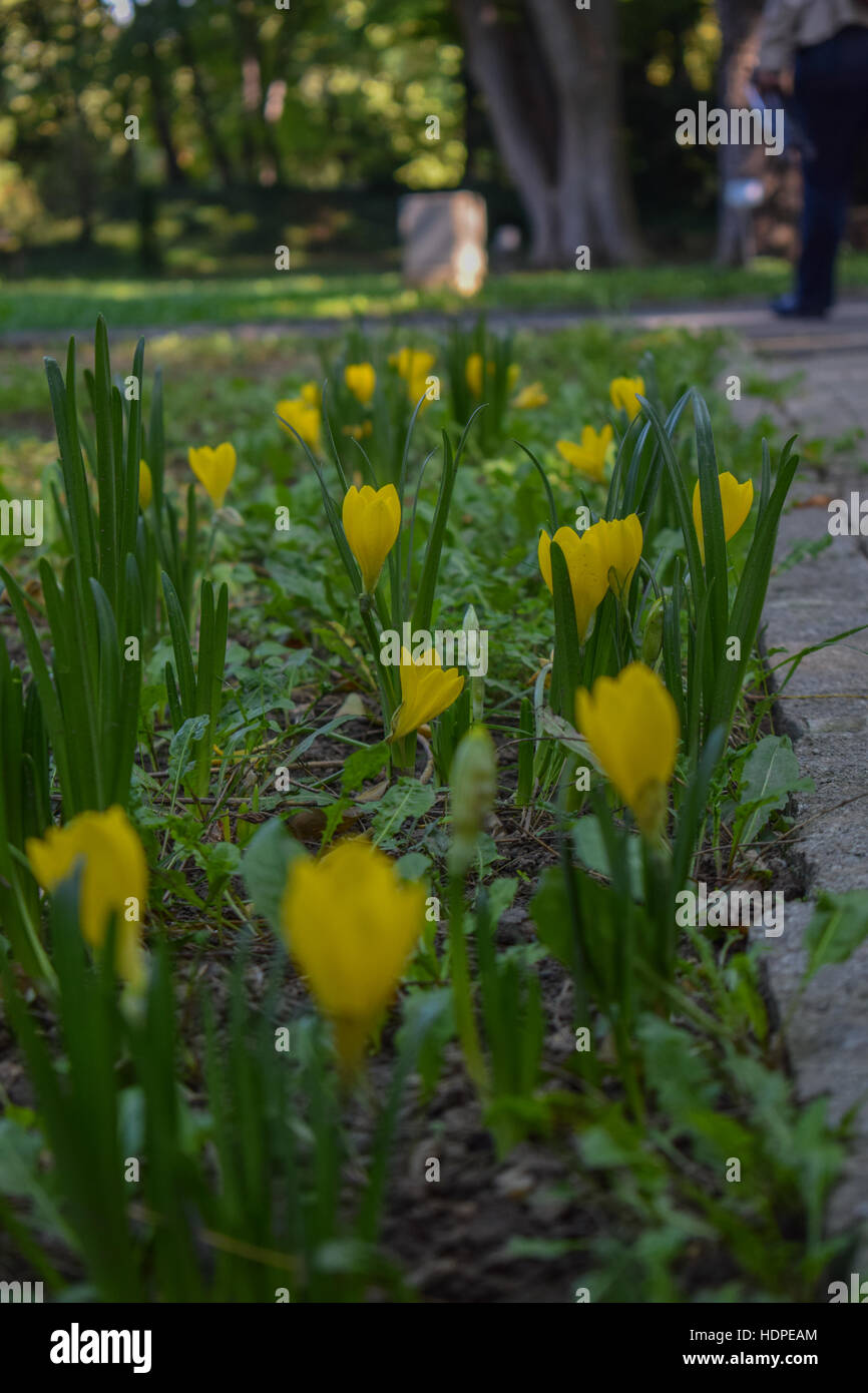 Beautiful yellow flowers in the botanical garden Stock Photo - Alamy