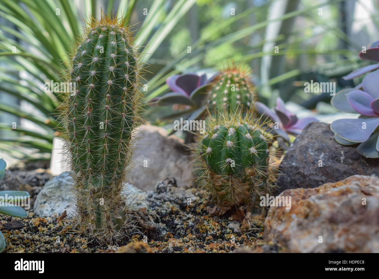 Cactus in botanical garden Stock Photo - Alamy