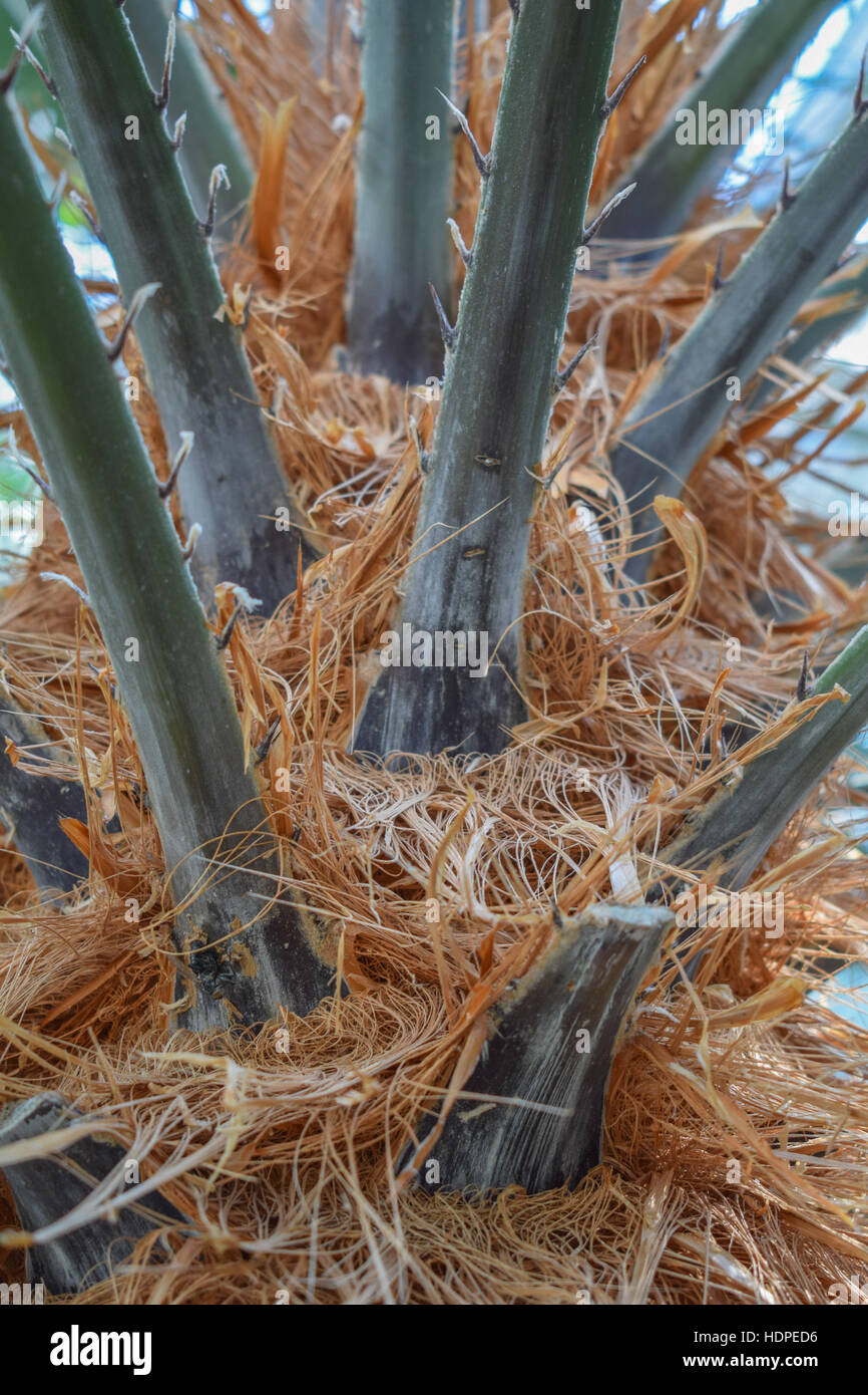 Old palm tree close up Stock Photo - Alamy