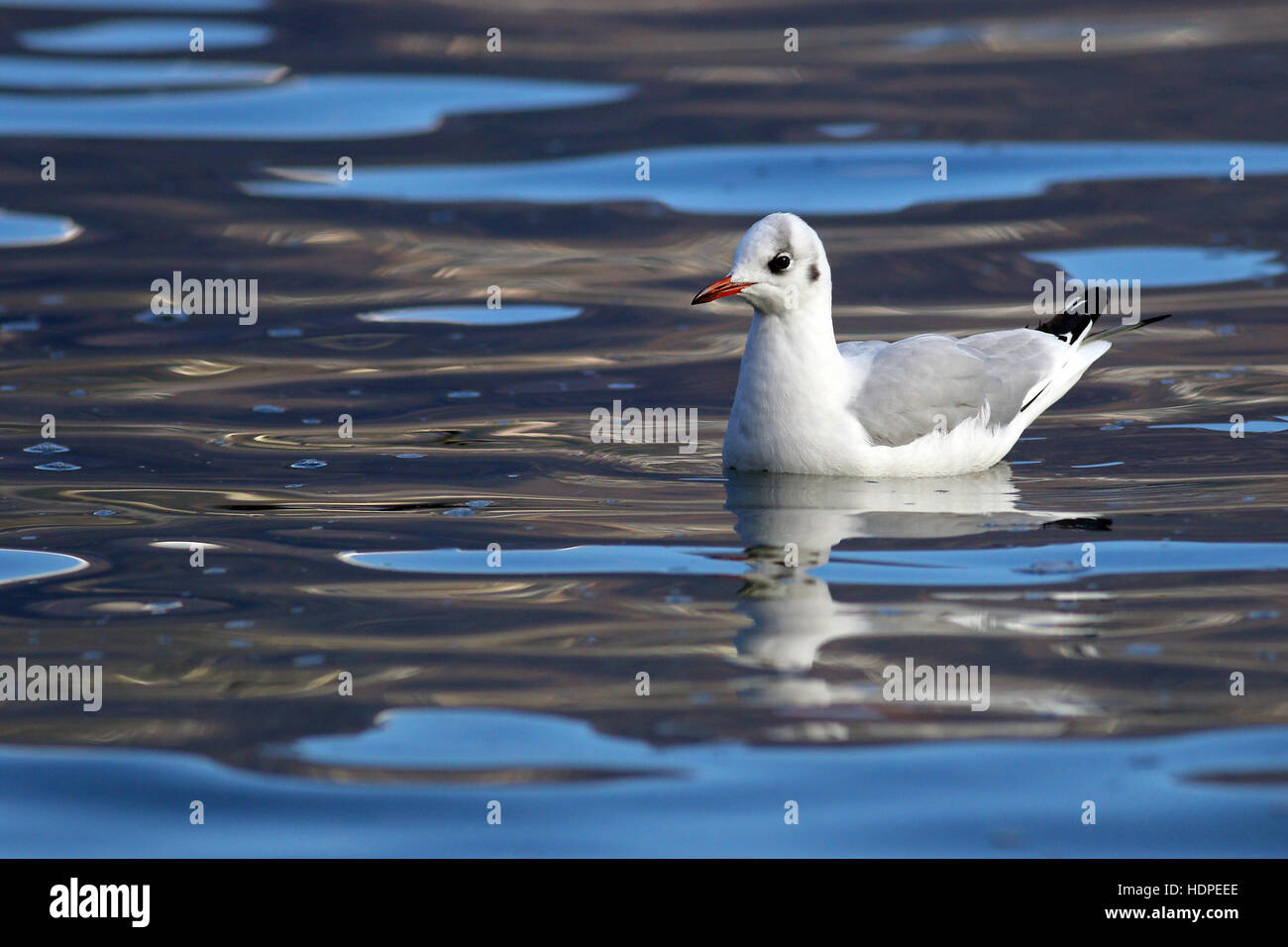 Common seagull hi-res stock photography and images - Alamy