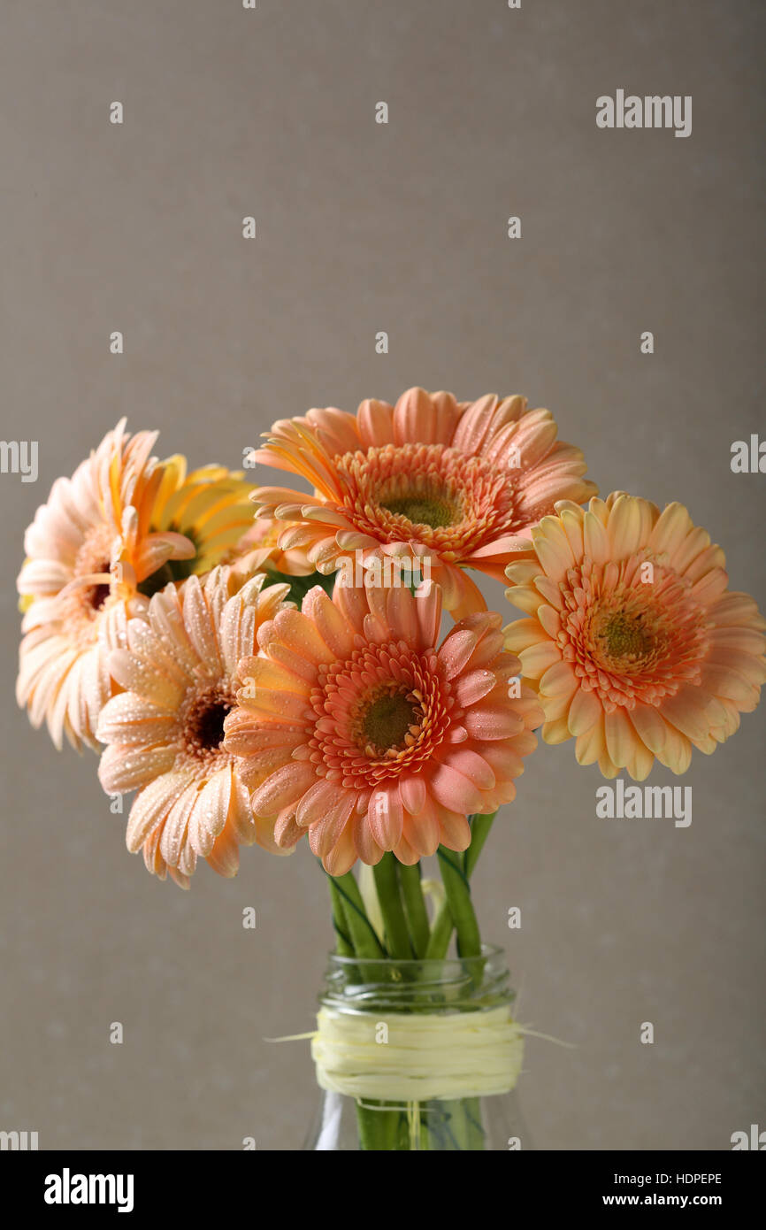 Gerberas vase hi-res stock photography and images - Alamy