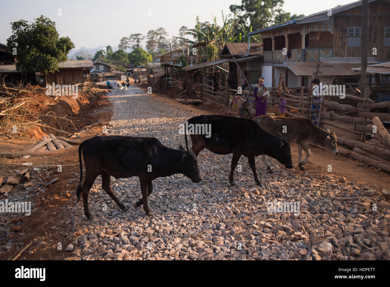 Three cows in a remote rural village of the Kayah state, Myanmar Stock ...