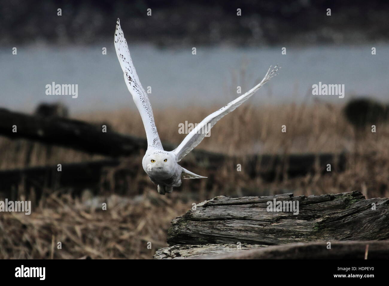 A snowy owl takes off from a perch in Western Washington Stock Photo ...