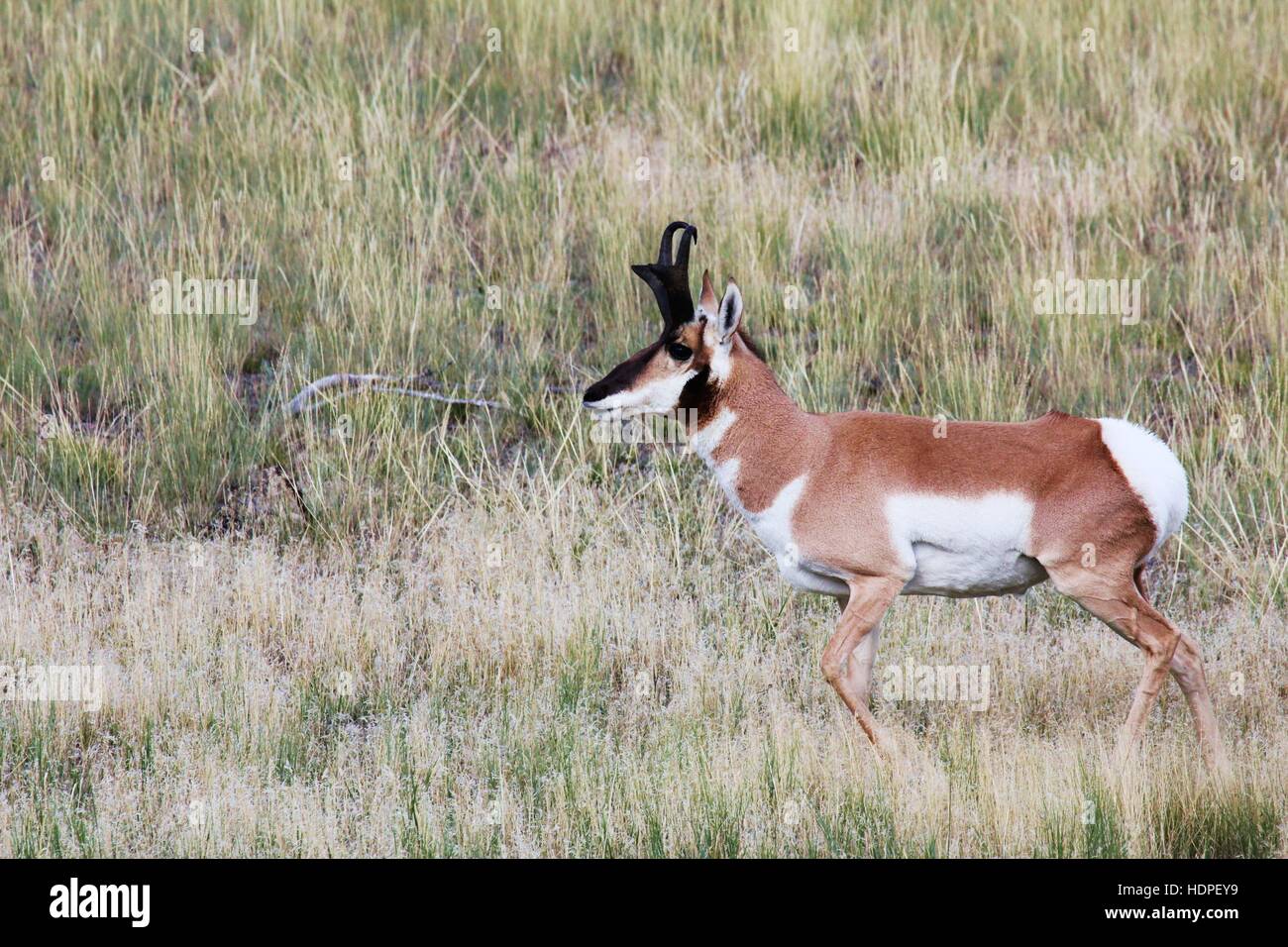 Pronghorn antelope hunting hi-res stock photography and images - Alamy
