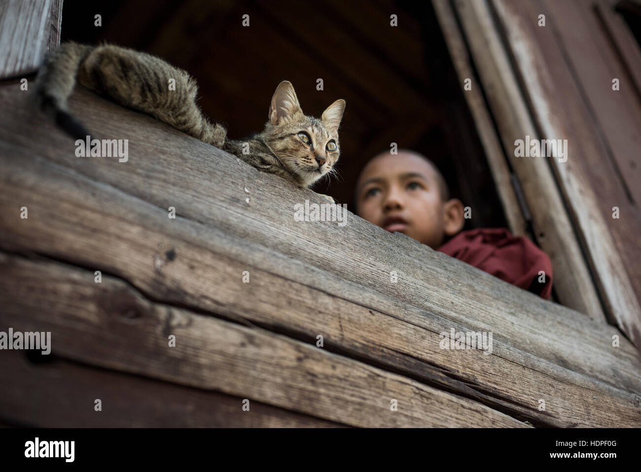 Monk and his pet in buddhist monastery hi-res stock photography and ...