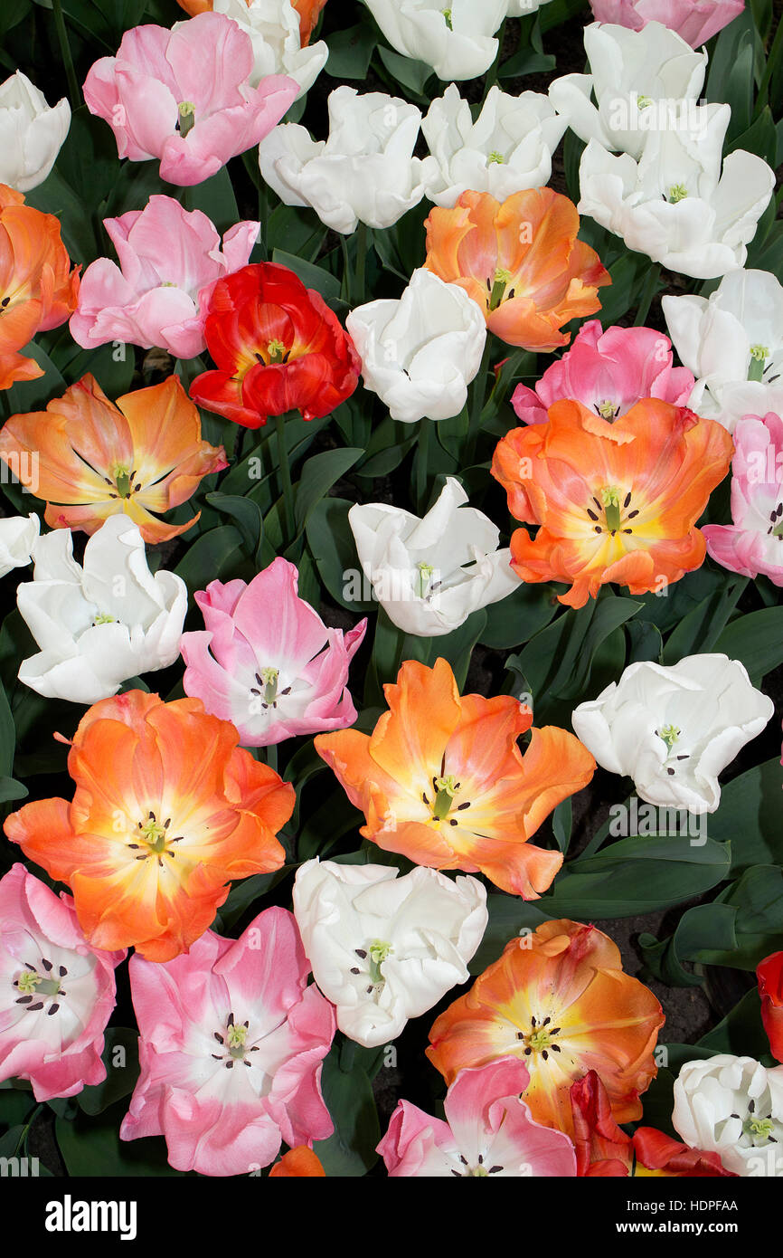Tulips 'color Parade' mixed , Netherlands Stock Photo - Alamy